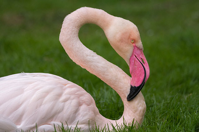 Africa Alive Zoological Reserve Suffolk | Up to 22% off | Picniq