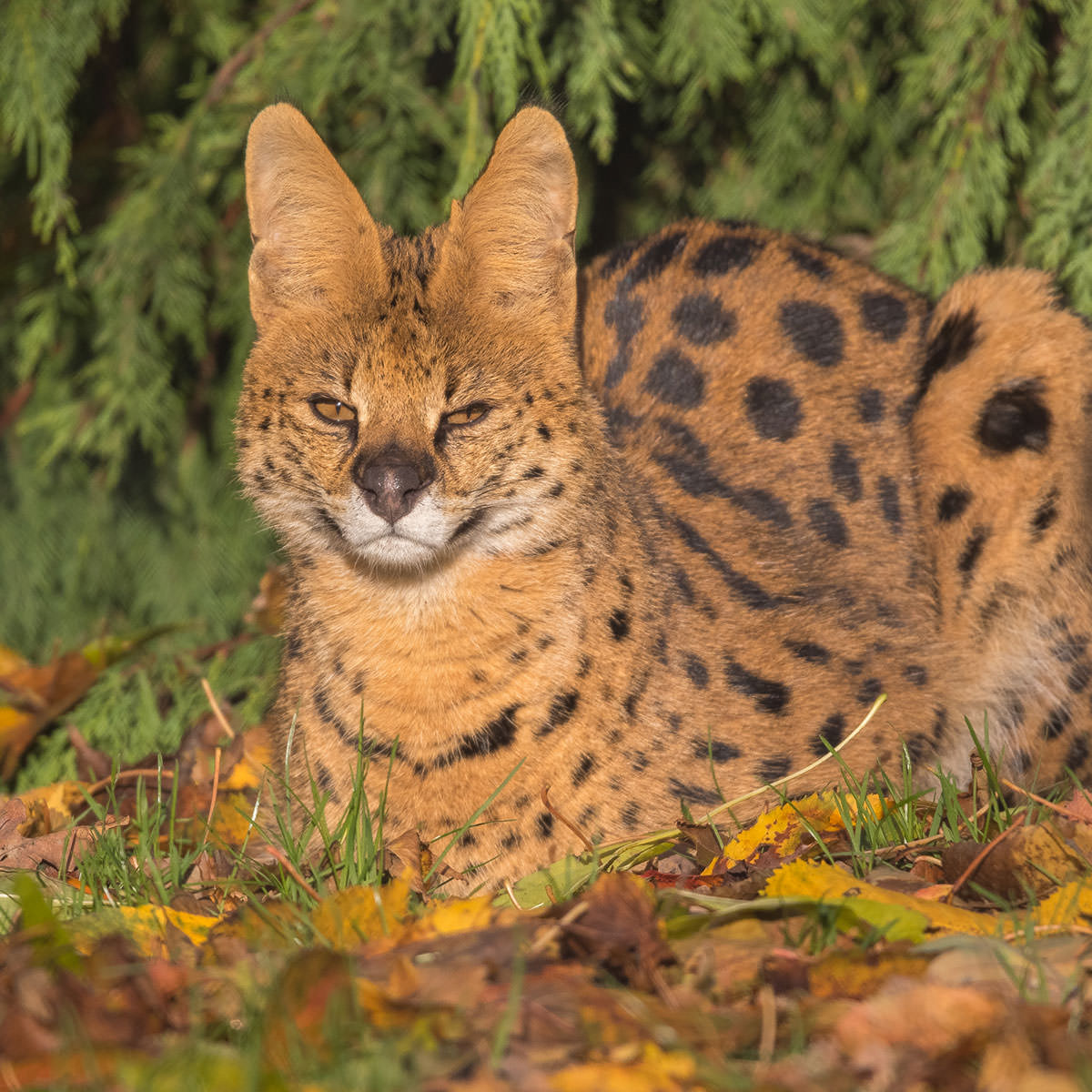 Africa Alive Zoological Reserve Suffolk | Up to 22% off | Picniq