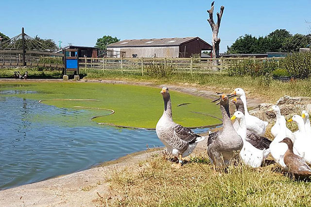 Hounslow Urban Farm – Family Animal Fun | Up to 32% Off | Picniq