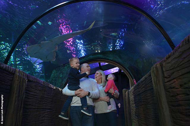 SEA LIFE Blackpool Tickets | Exclusive Family Offer | Picniq