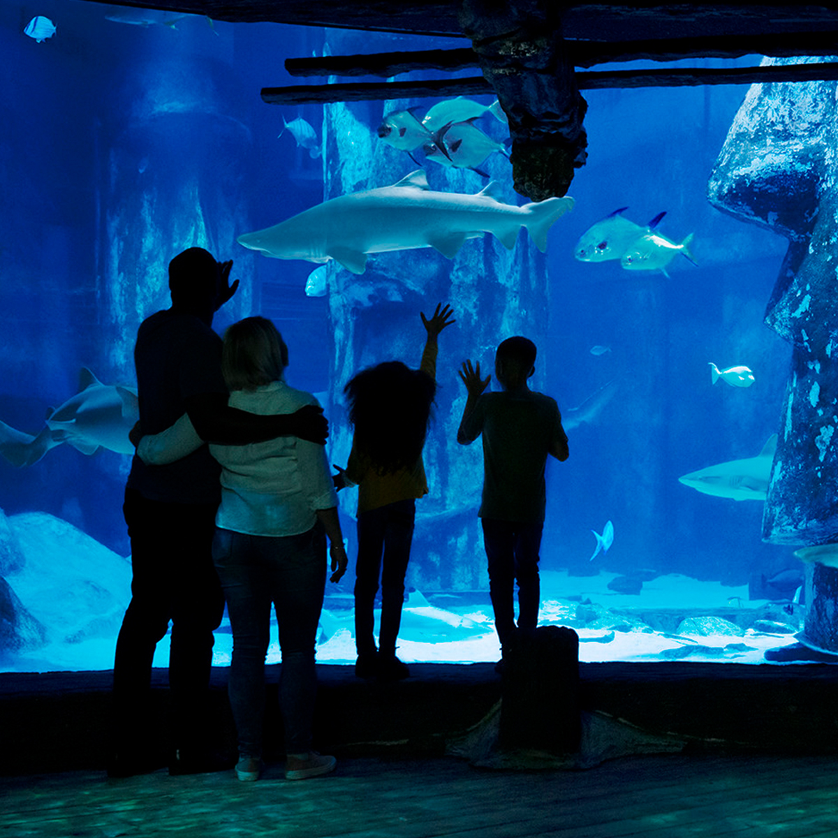SEA LIFE London Tickets | Exclusive Family Offer | Picniq