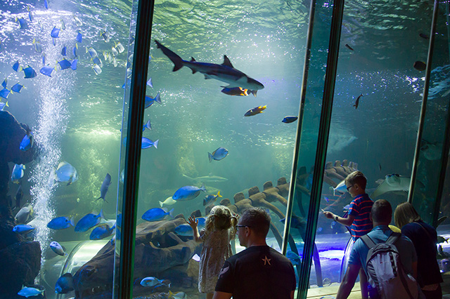 SEA LIFE Hunstanton, Exclusive family ticket