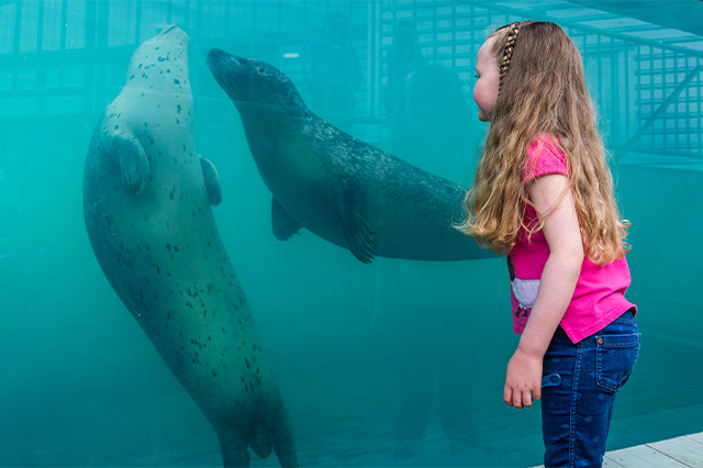 SEA LIFE Hunstanton, Exclusive family ticket